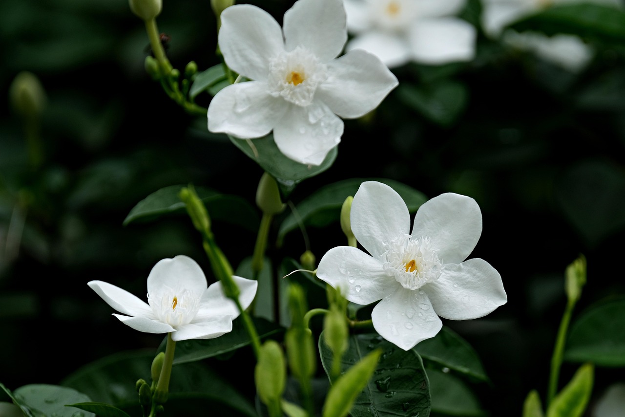 10+ Free Jasmin Thai & Jasmine Images - Pixabay