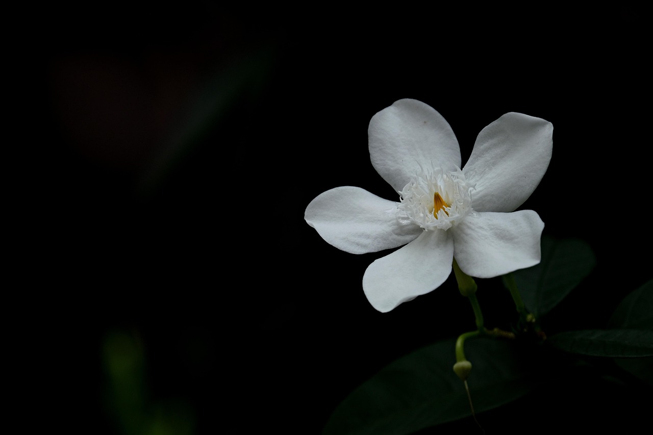 400,000+ Free Jasmine Flower & Jasmine Photos - Pixabay