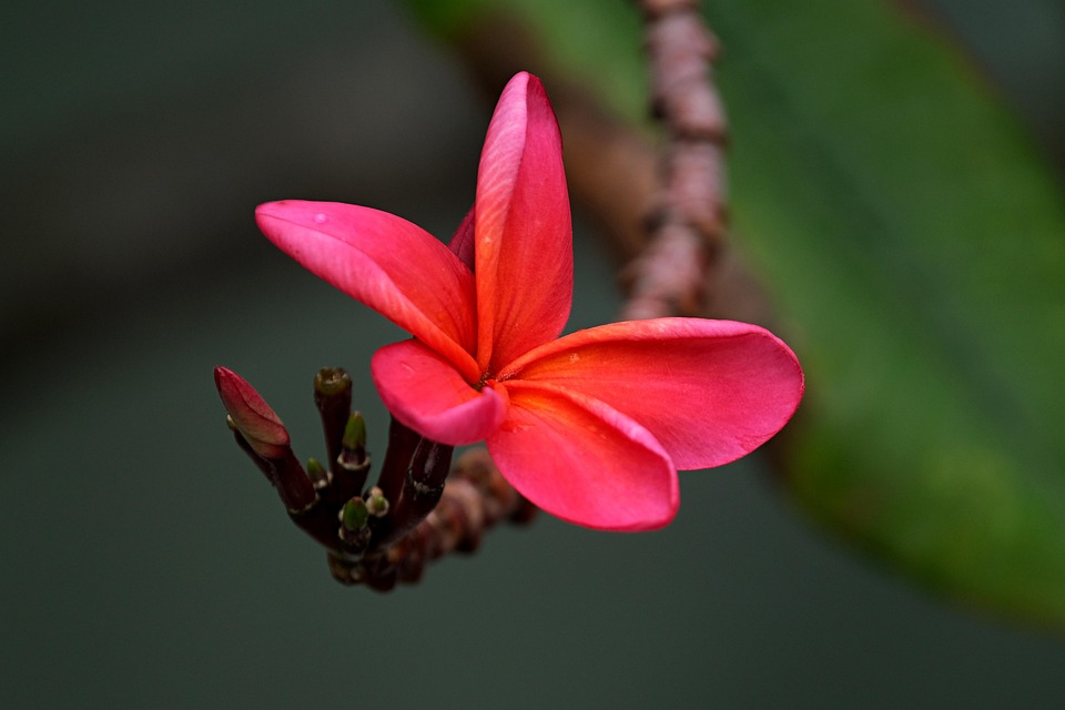 Red Frangipani Flower Plant - Free photo on Pixabay - Pixabay