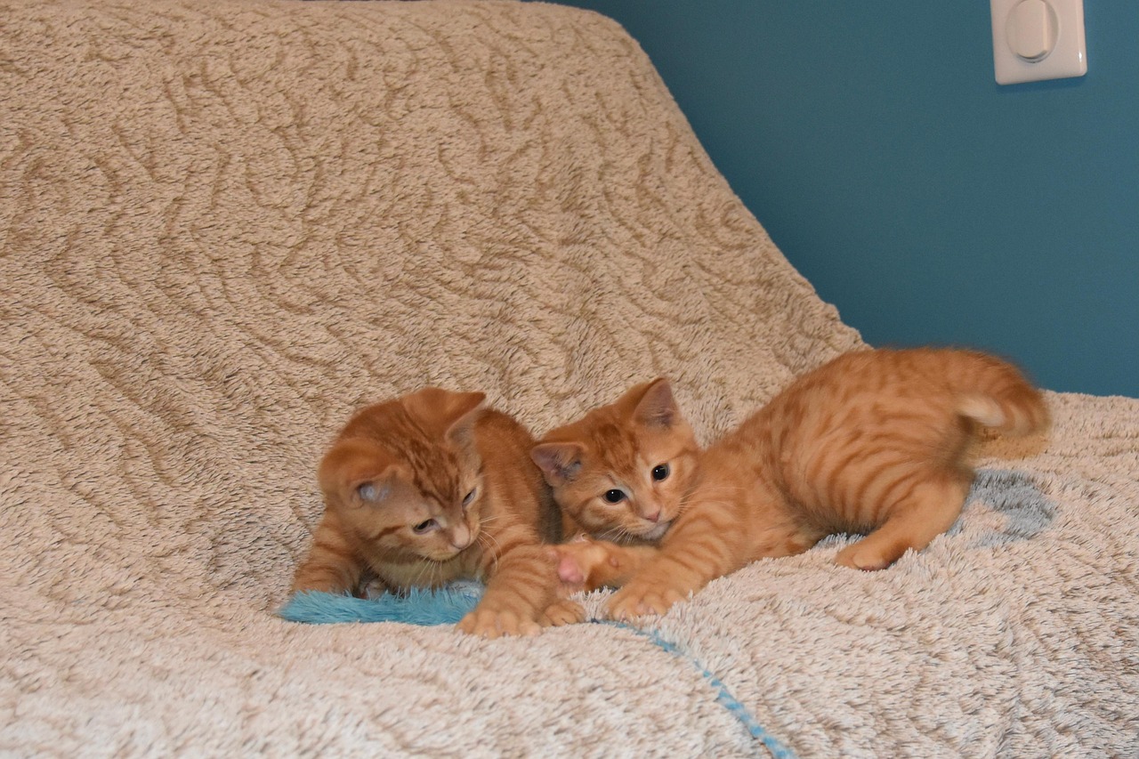 Gatitos Tirou Y Tigger Gatos - Foto gratis en Pixabay - Pixabay