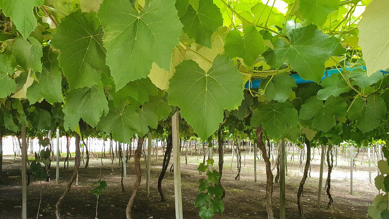 Sheets Nature Grapes - Free photo on Pixabay