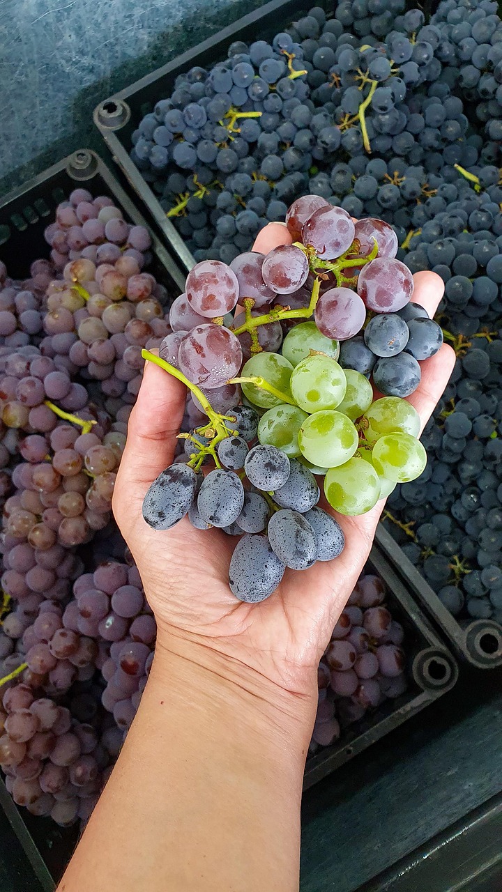 Uvas Fruta Las Manos - Foto gratis en Pixabay - Pixabay