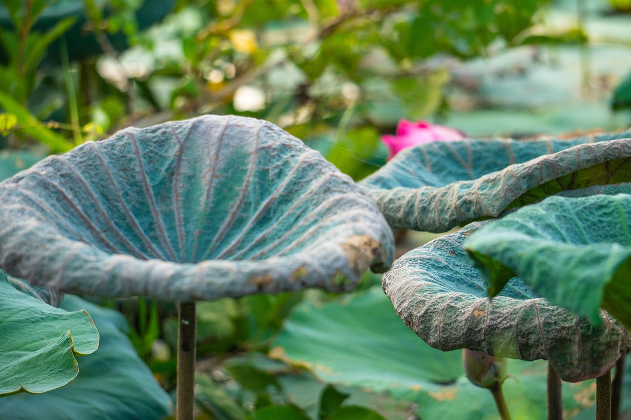Lotus Feuilles Plantes - Photo gratuite sur Pixabay - Pixabay