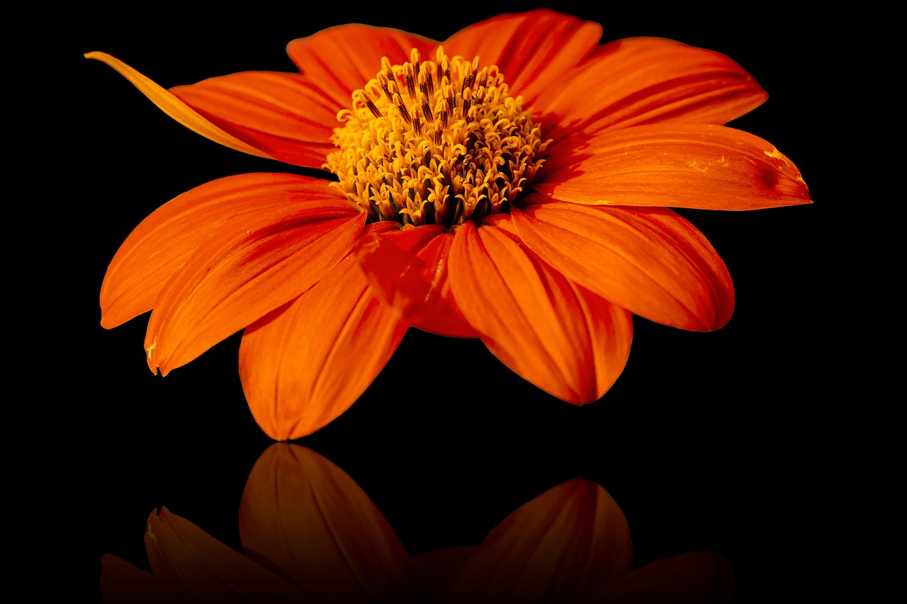 400,000+ Free Mexican Background & Mexican Images - Pixabay