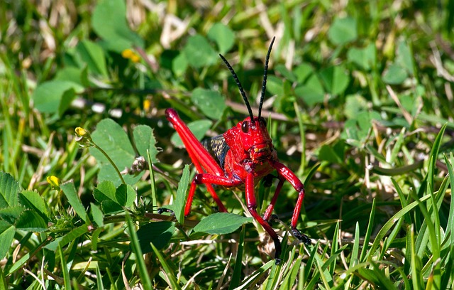 Red Milkweed Locust Insect Animal - Free photo on Pixabay - Pixabay