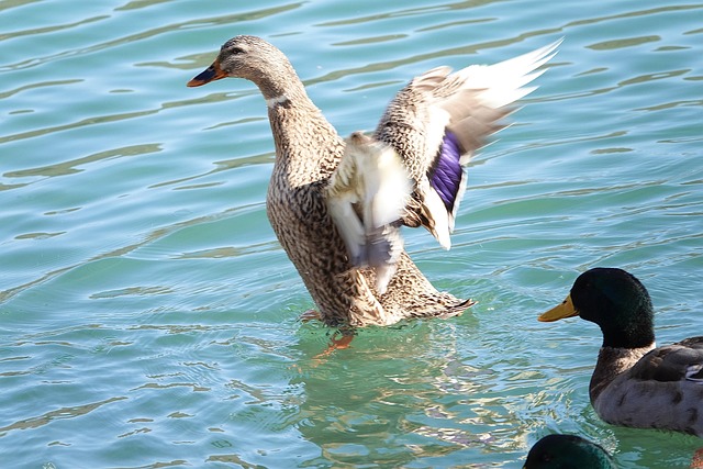 Bird Goose Ornithology - Free photo on Pixabay - Pixabay