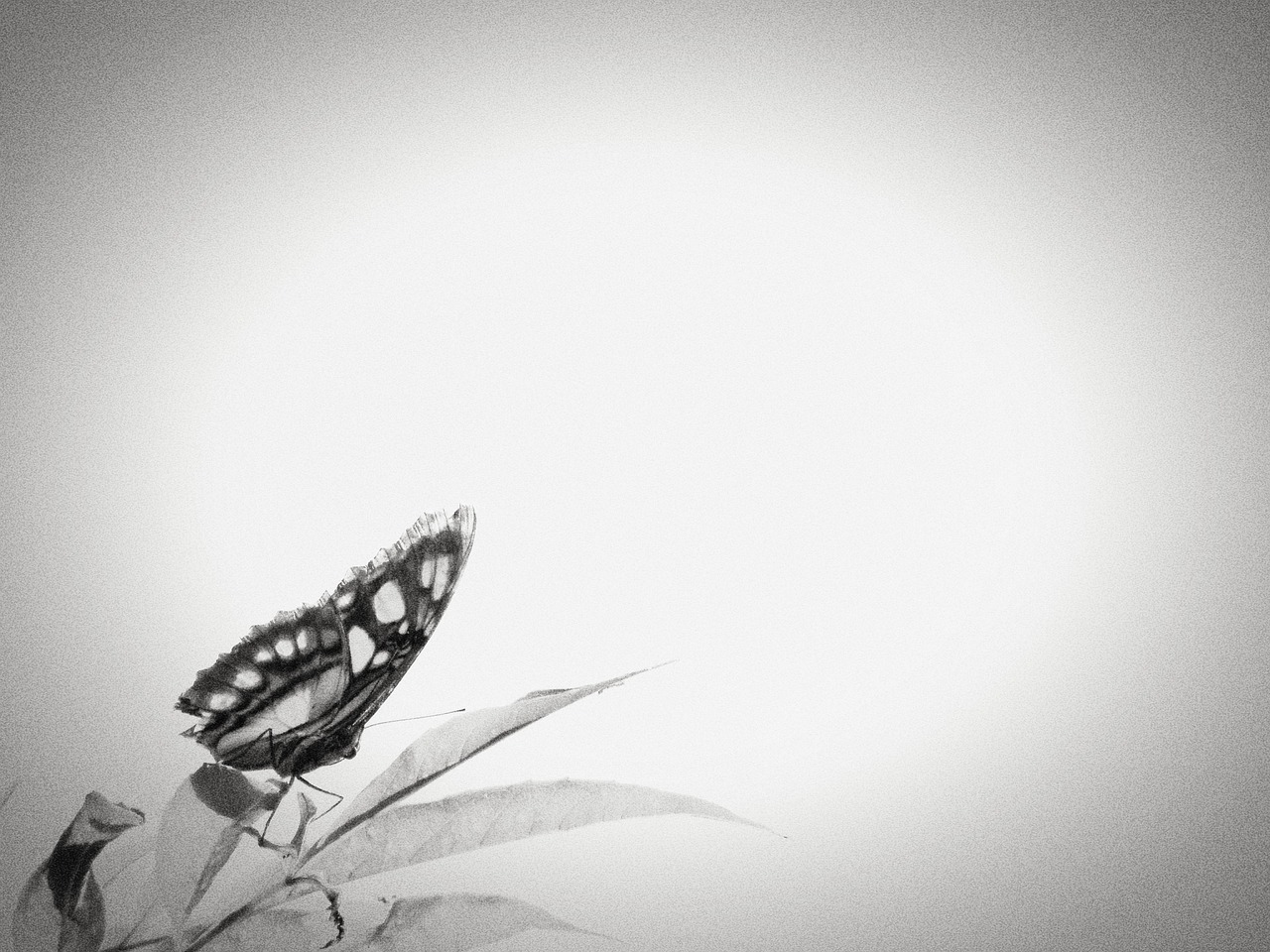 蝴蝶 Bnw 黑白 - Pixabay上的免费照片 - Pixabay