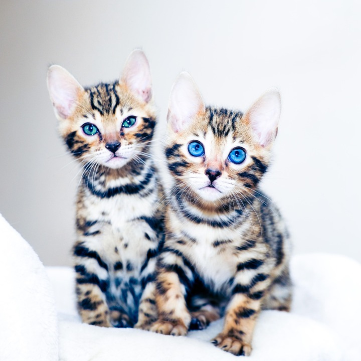 Cats Kittens Pets - Free photo on Pixabay - Pixabay