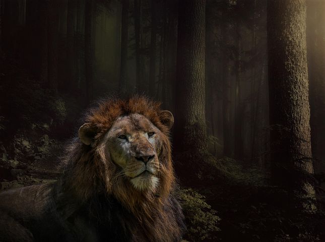 20+ Free Lion Dark & Lion Images - Pixabay