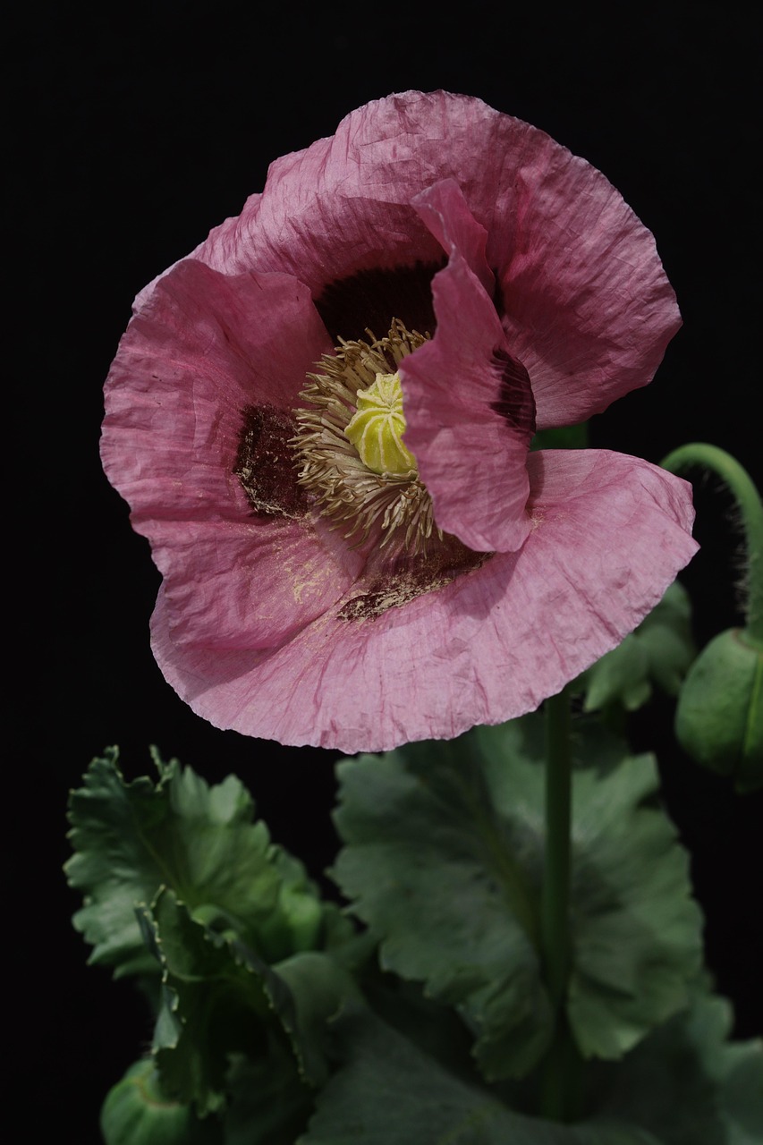 Grain D'Opium Coquelicot Fleur - Photo gratuite sur Pixabay - Pixabay