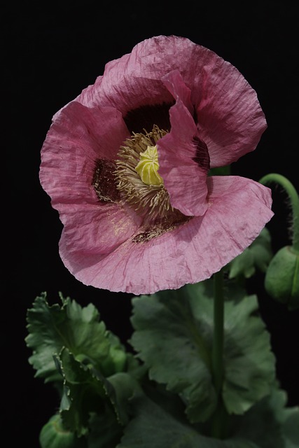 Schlafmohn Mohn Pinke Blume - Kostenloses Foto auf Pixabay