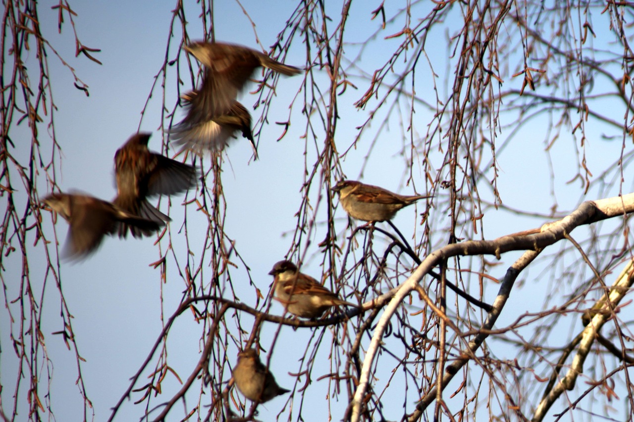 Birds Sparrows Feathers - Free photo on Pixabay - Pixabay