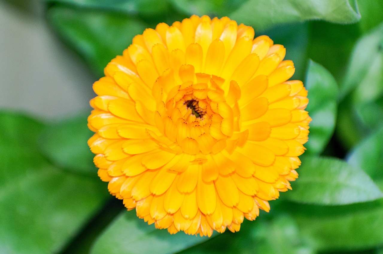 Flor Amarela Pote Dourado Jardim - Foto gratuita no Pixabay - Pixabay