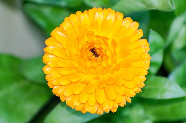 Fleur Jaune Pot Marigold Jardin - Photo gratuite sur Pixabay - Pixabay
