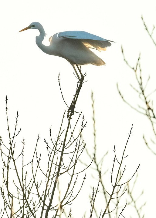 Great Egret Bird Branch - Free photo on Pixabay