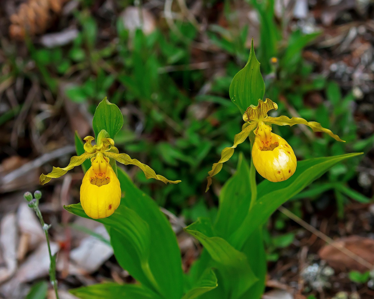 Yellow Lady'S Slipper Orchid - Free photo on Pixabay - Pixabay
