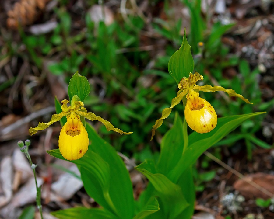 Yellow Lady'S Slipper Orchid - Free photo on Pixabay - Pixabay