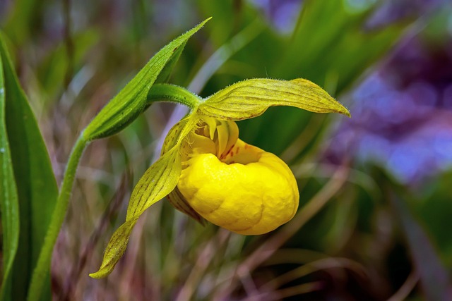 Yellow Lady'S Slipper Orchid - Free photo on Pixabay