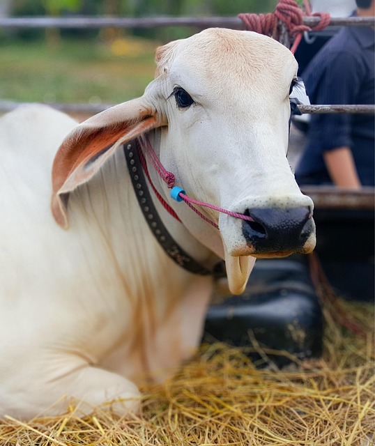 Sapi Satwa Peternakan Hewan - Foto gratis di Pixabay - Pixabay