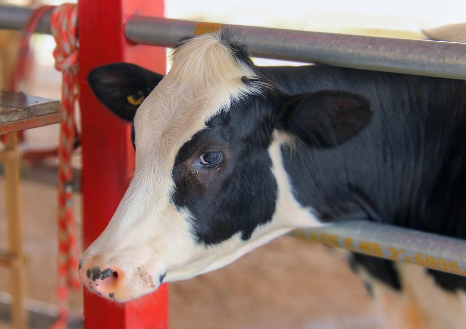 Cow Animal Farm - Free photo on Pixabay - Pixabay