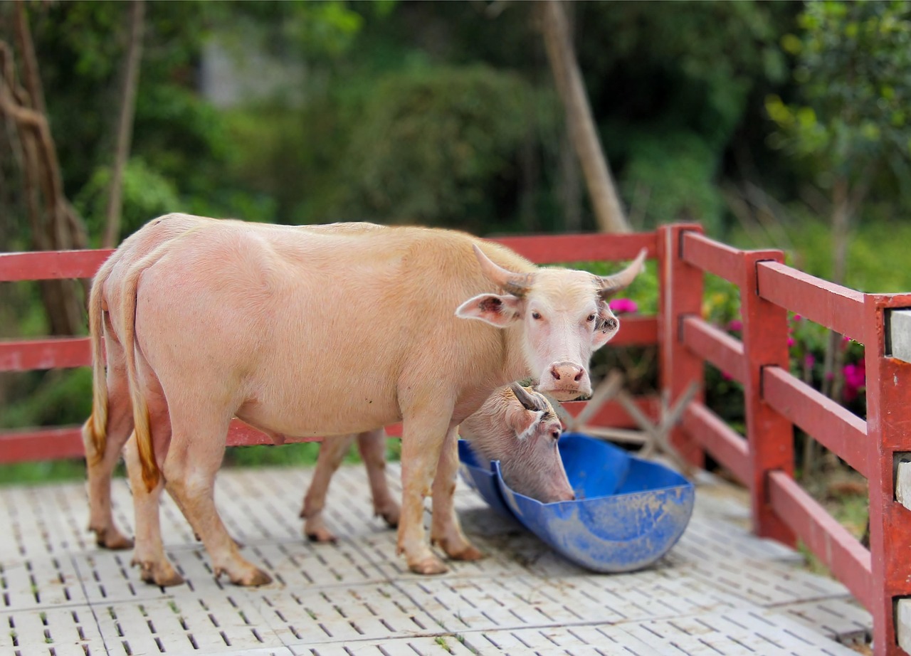 Buffalo Albino Animal - Free photo on Pixabay