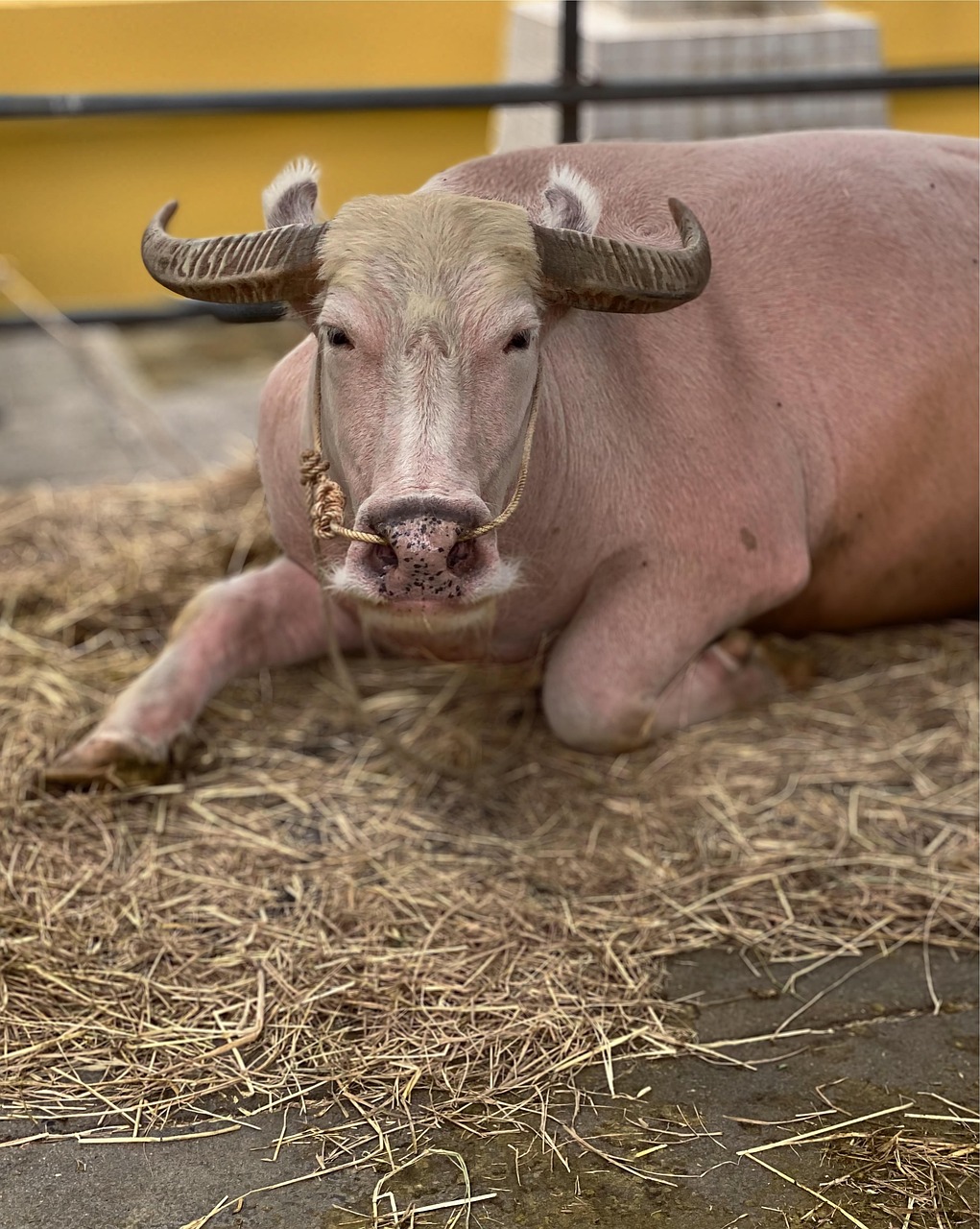 Buffalo Albino Animal - Free photo on Pixabay