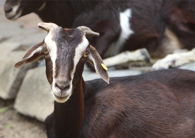 Animal Goat Mammal - Free photo on Pixabay - Pixabay