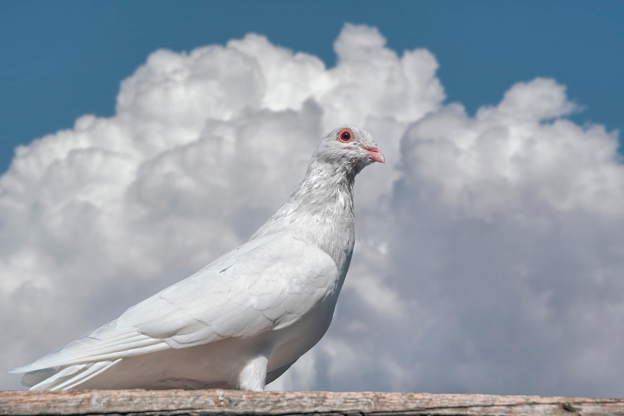 5,000+ Pigeon Pictures and Images in HD - Pixabay