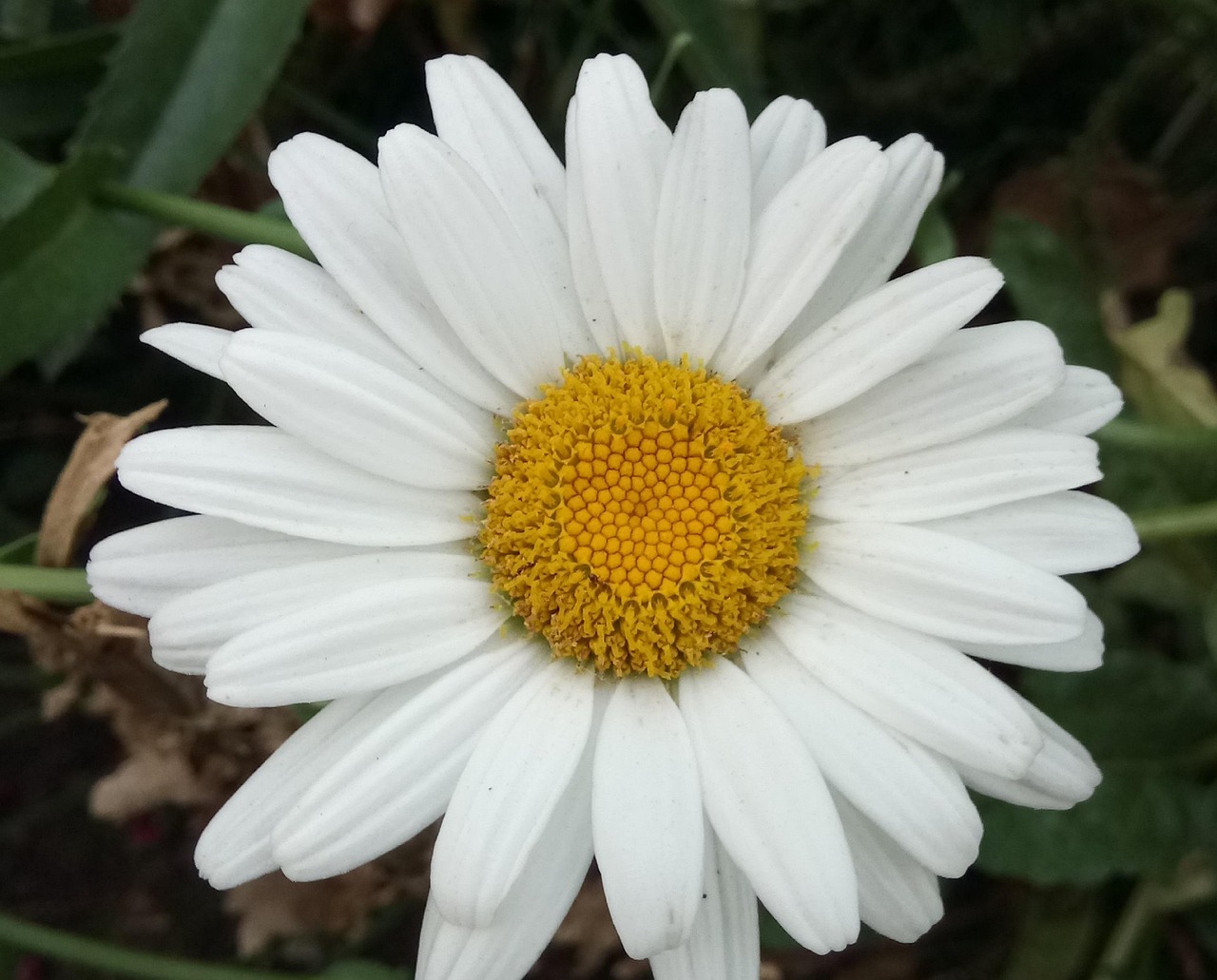 Marguerite Daisy White - Free photo on Pixabay - Pixabay