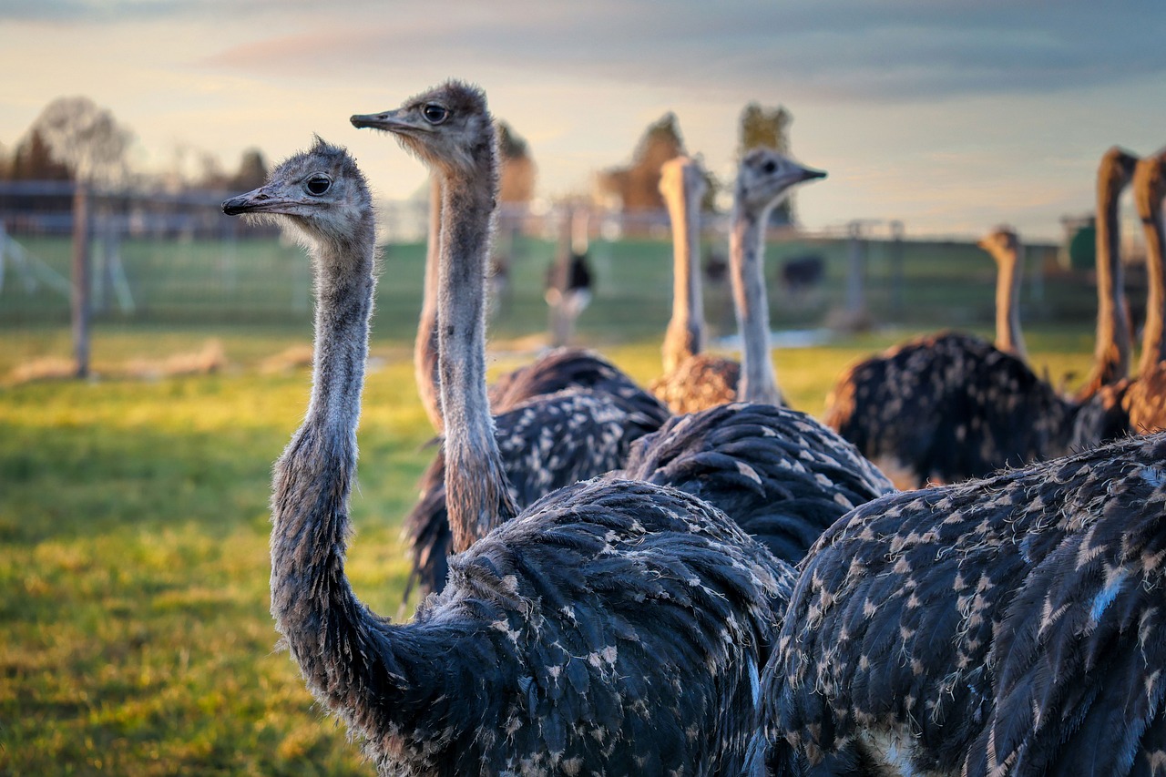 Aves Avestruz Ornitología - Foto gratis en Pixabay