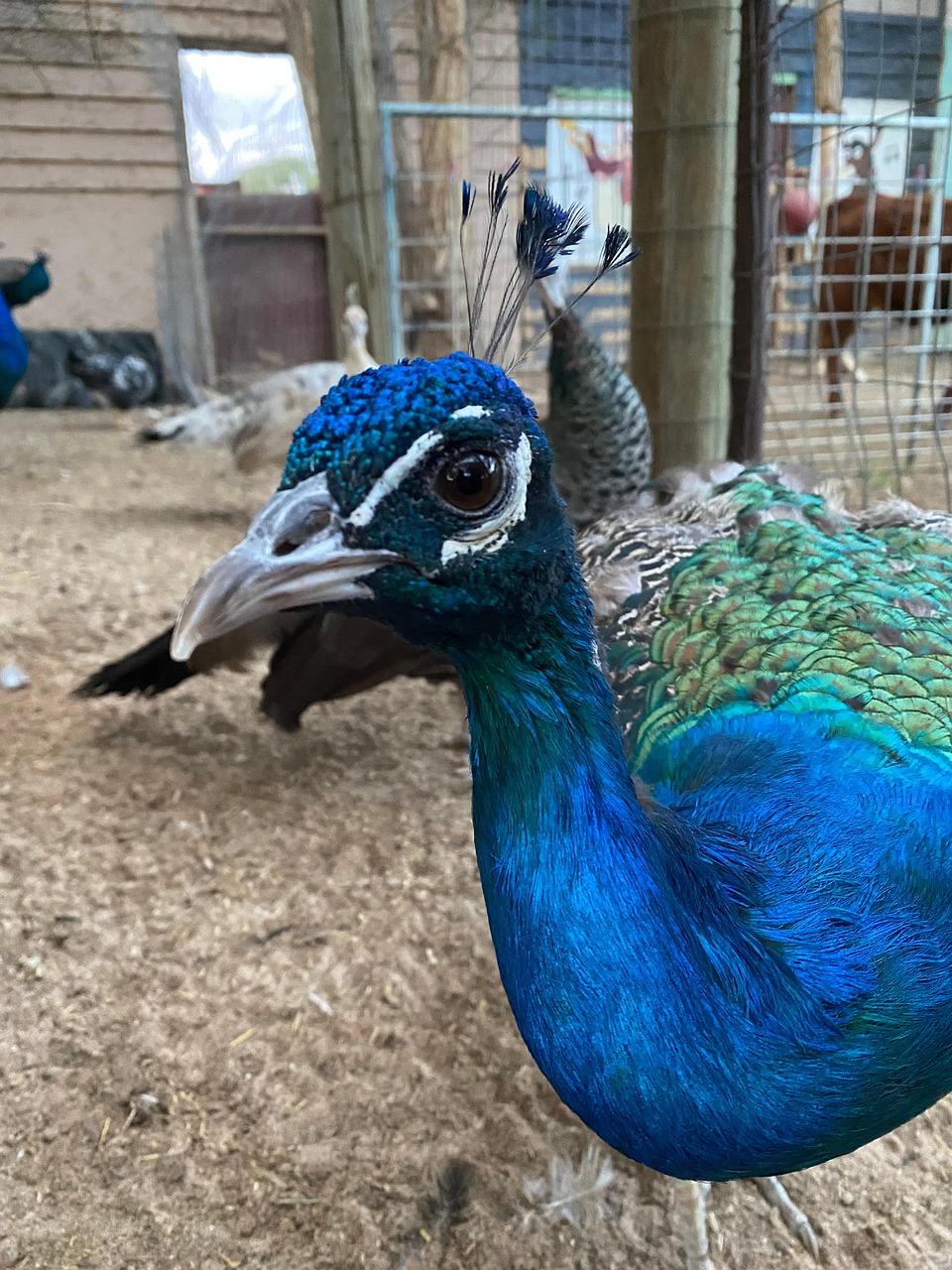 Peacock Bird Eye - Free photo on Pixabay - Pixabay