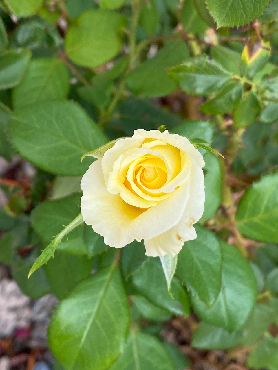 Rose Flower Bloom - Free photo on Pixabay - Pixabay