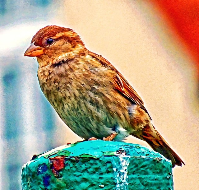 Download Sparrow, House Sparrow, Bird. Royalty-Free Stock Illustration ...