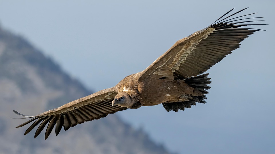 Bird Vulture Ornithology - Free photo on Pixabay