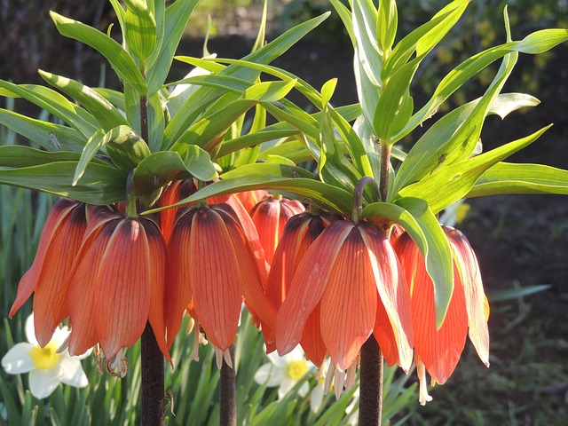 Lis Fleurs De Lys - Photo gratuite sur Pixabay - Pixabay