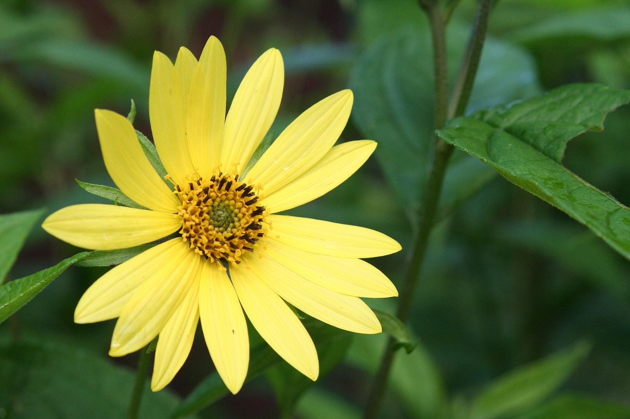 Flor Perene Jardim - Foto gratuita no Pixabay - Pixabay