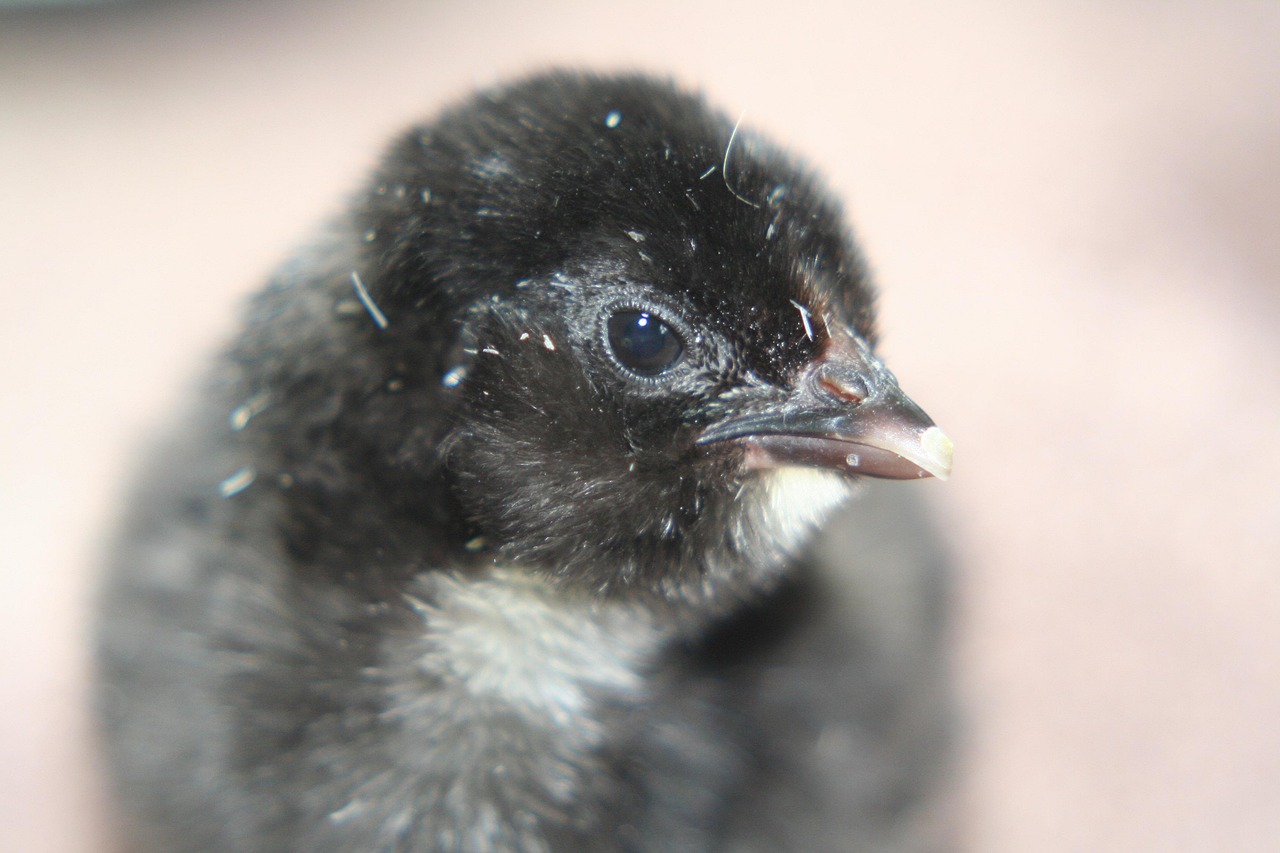 100+ Free Bird Hatching & Bird Photos - Pixabay