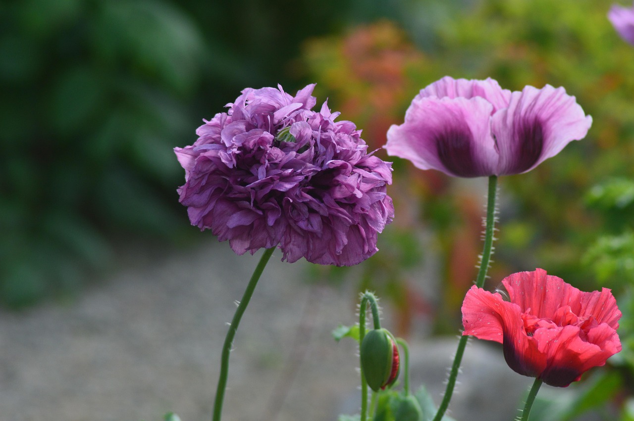 Mohnblumen Blumen Garten Blühende - Kostenloses Foto auf Pixabay - Pixabay
