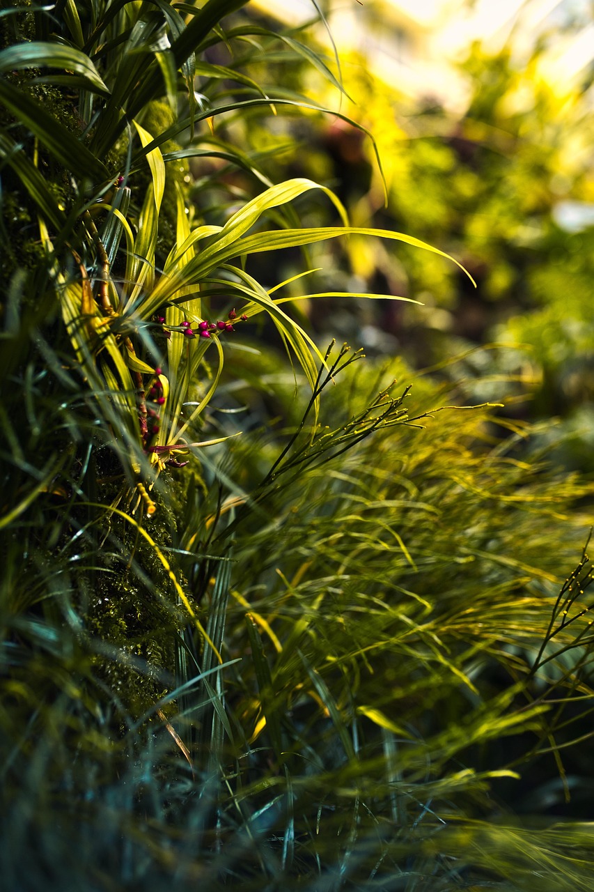 Forest Nature Grass - Free photo on Pixabay