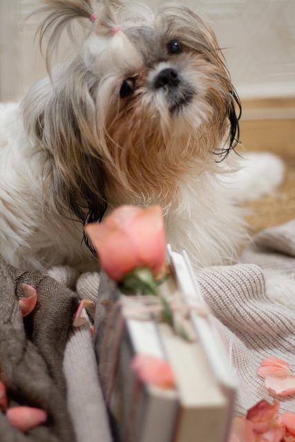 Dog Pet Canine - Free photo on Pixabay - Pixabay
