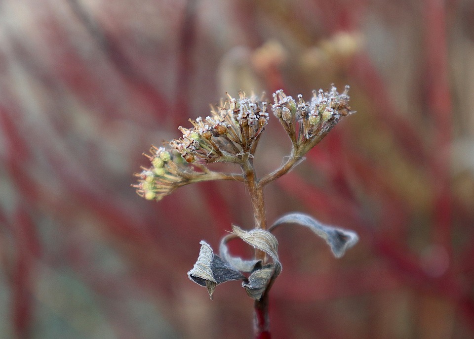 Frost Winter Nature - Free photo on Pixabay