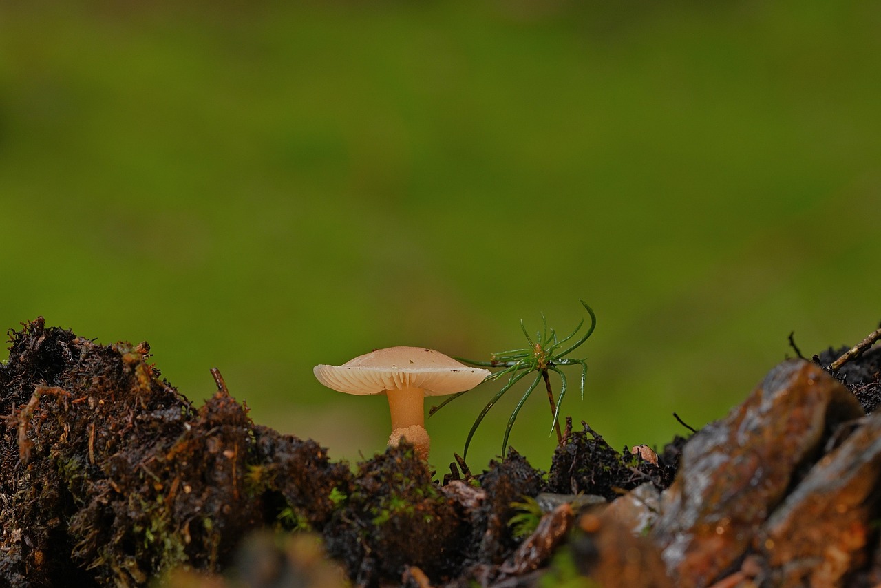 Mushroom Root Moss Fungal - Free photo on Pixabay