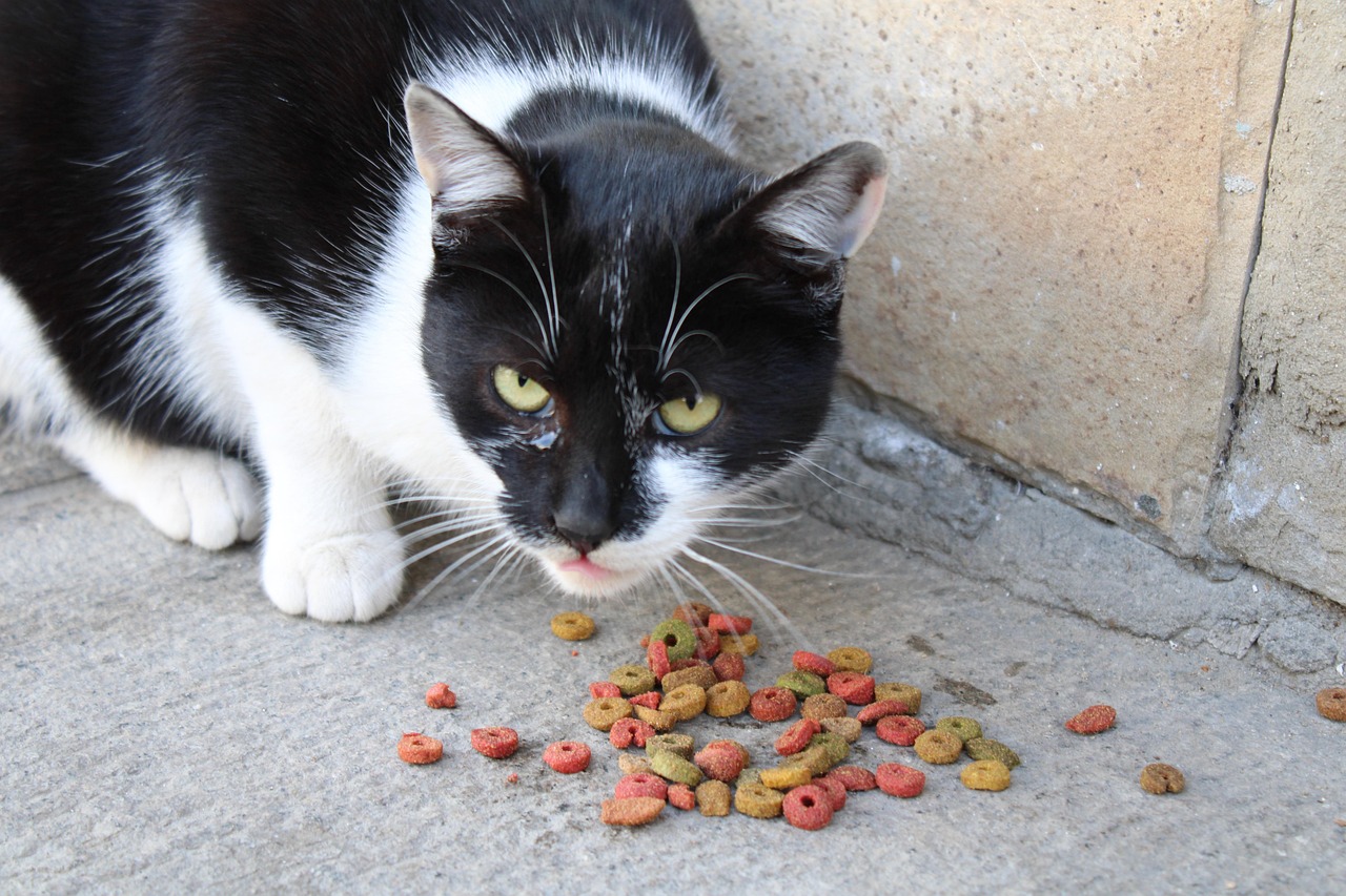 30,000+ Free Cat Food & Pet Images - Pixabay