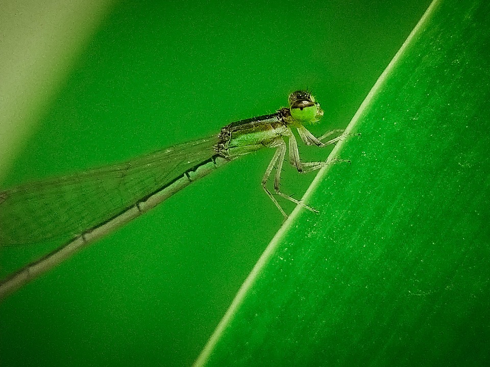 Nature Libellule Macroshot La - Photo gratuite sur Pixabay - Pixabay