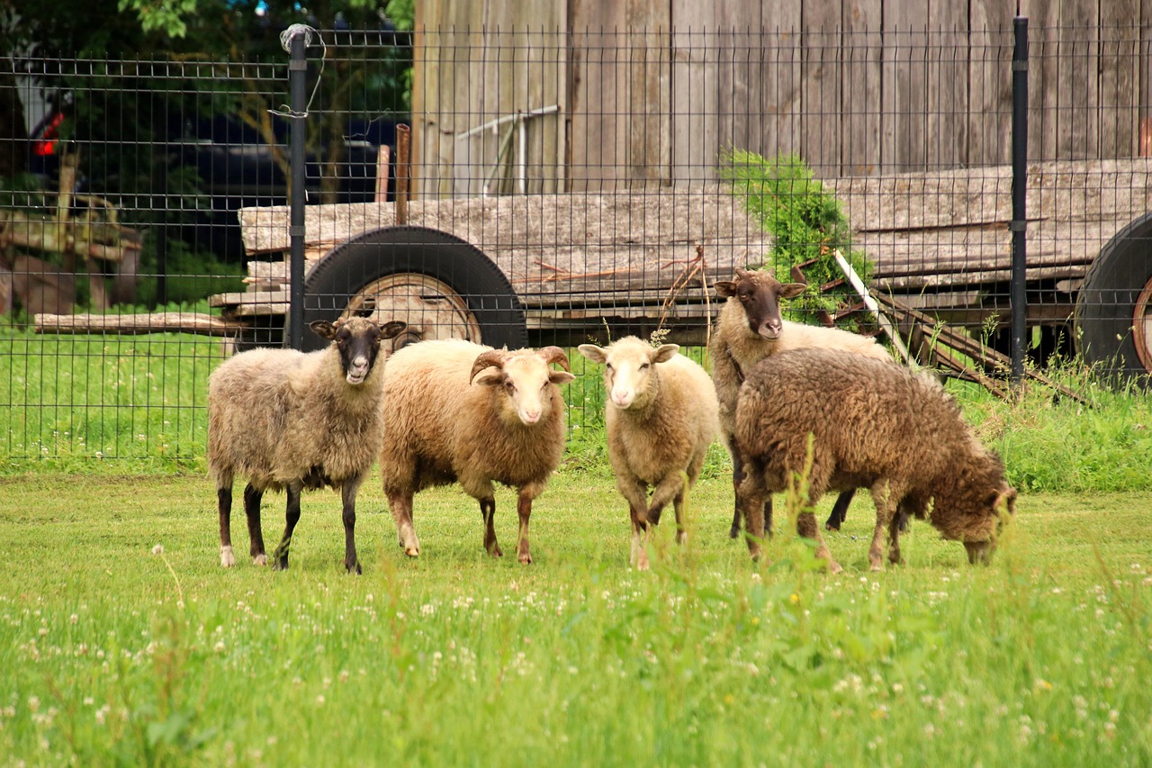 Vee Boerderij Schaap - Gratis foto op Pixabay - Pixabay
