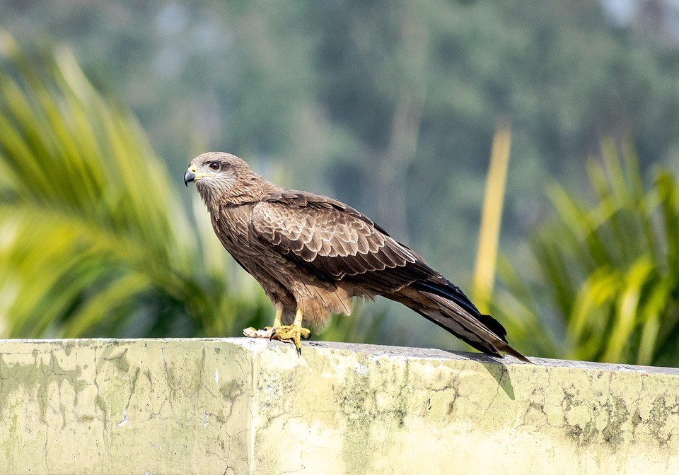 Uccello Aquila Aquilone Animali - Foto gratis su Pixabay