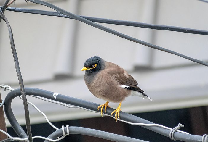 300+ Free Myna & Bird Images