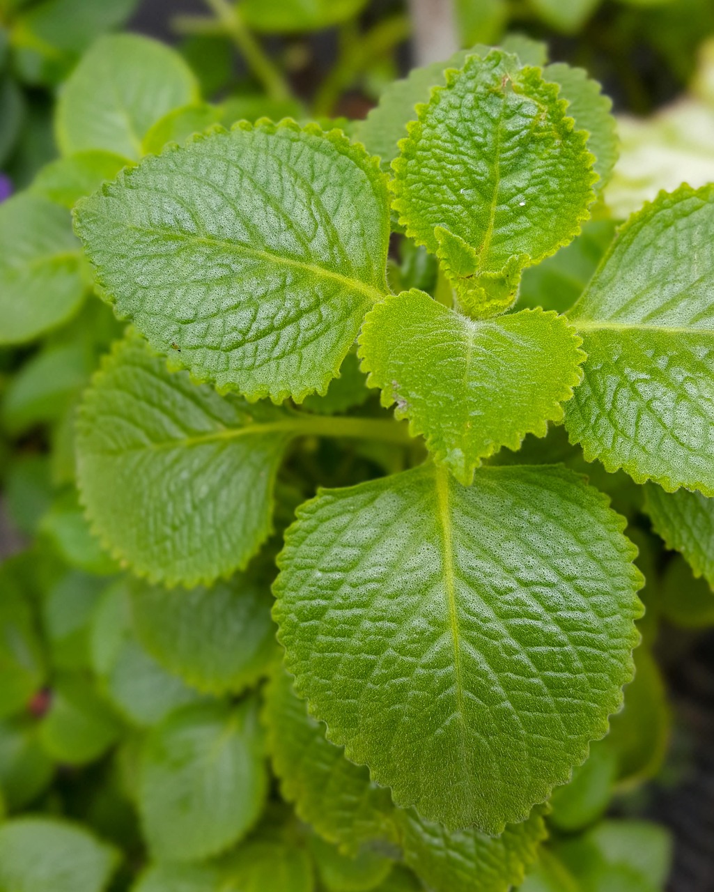 Leaves Foliage Plant - Free photo on Pixabay - Pixabay