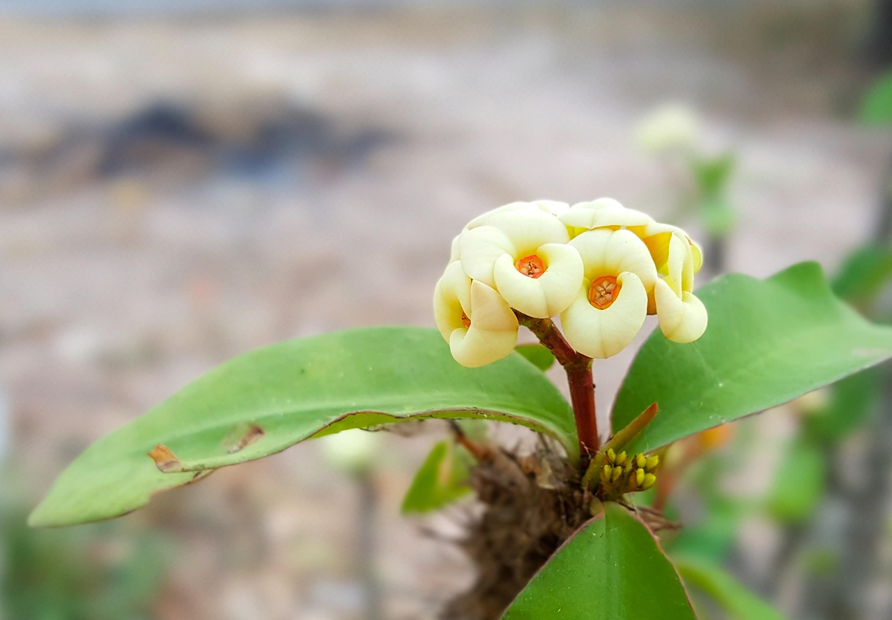 Mahkota Duri Bunga-Bunga Euphorbia - Foto gratis di Pixabay - Pixabay