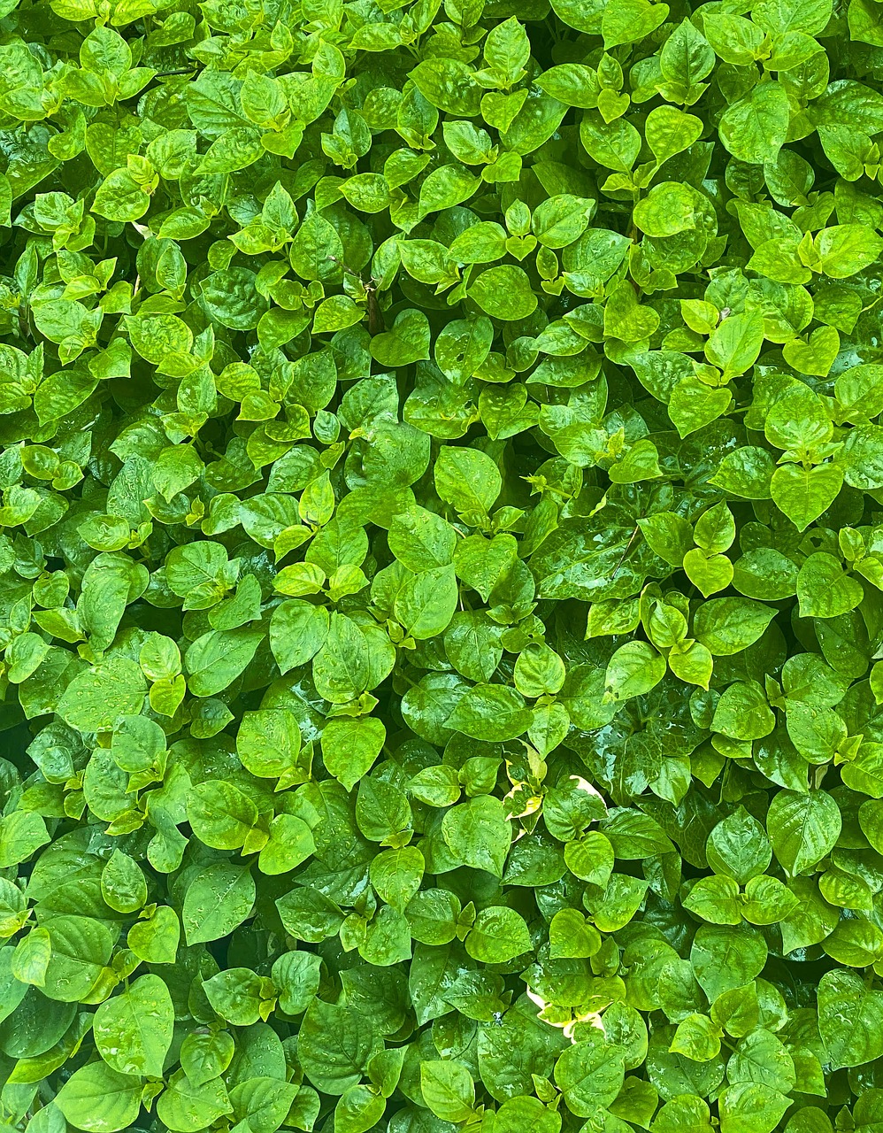 Leaves Foliage Plant - Free photo on Pixabay - Pixabay